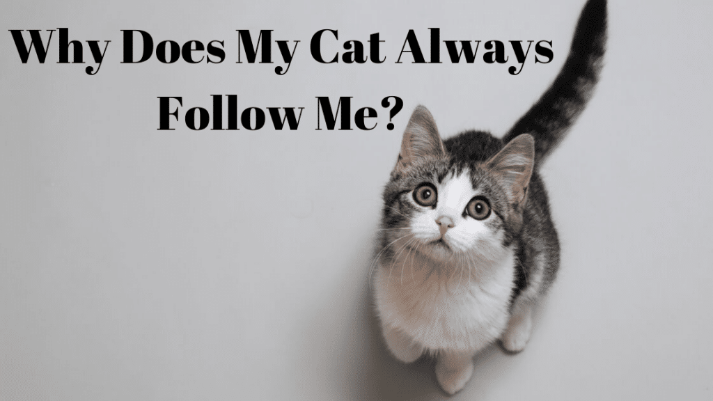 Why Does My Cat Always Follow Me? – Planet Feline