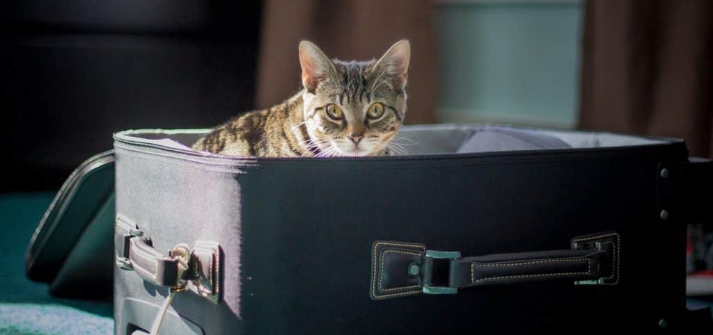 10 Tips For Traveling With Your Cat – Planet Feline
