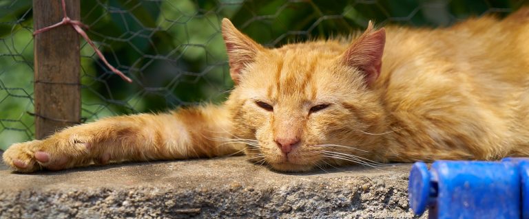 10 Signs Your Cat Is In Pain – Planet Feline