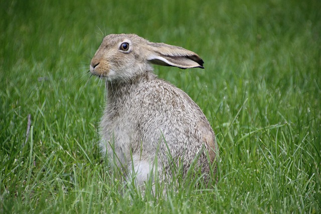 Will My Cat Kill My Rabbit? – Planet Feline