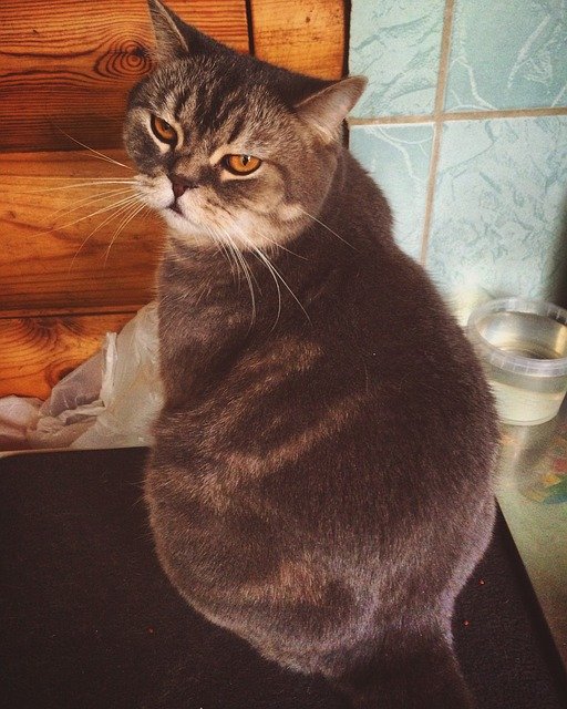 Cat Obesity: Help Your Cat Lose Weight – Planet Feline