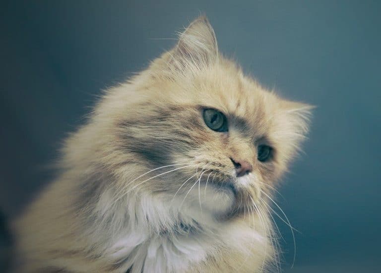 Can Cats Eat Cockroaches? | Planet Feline